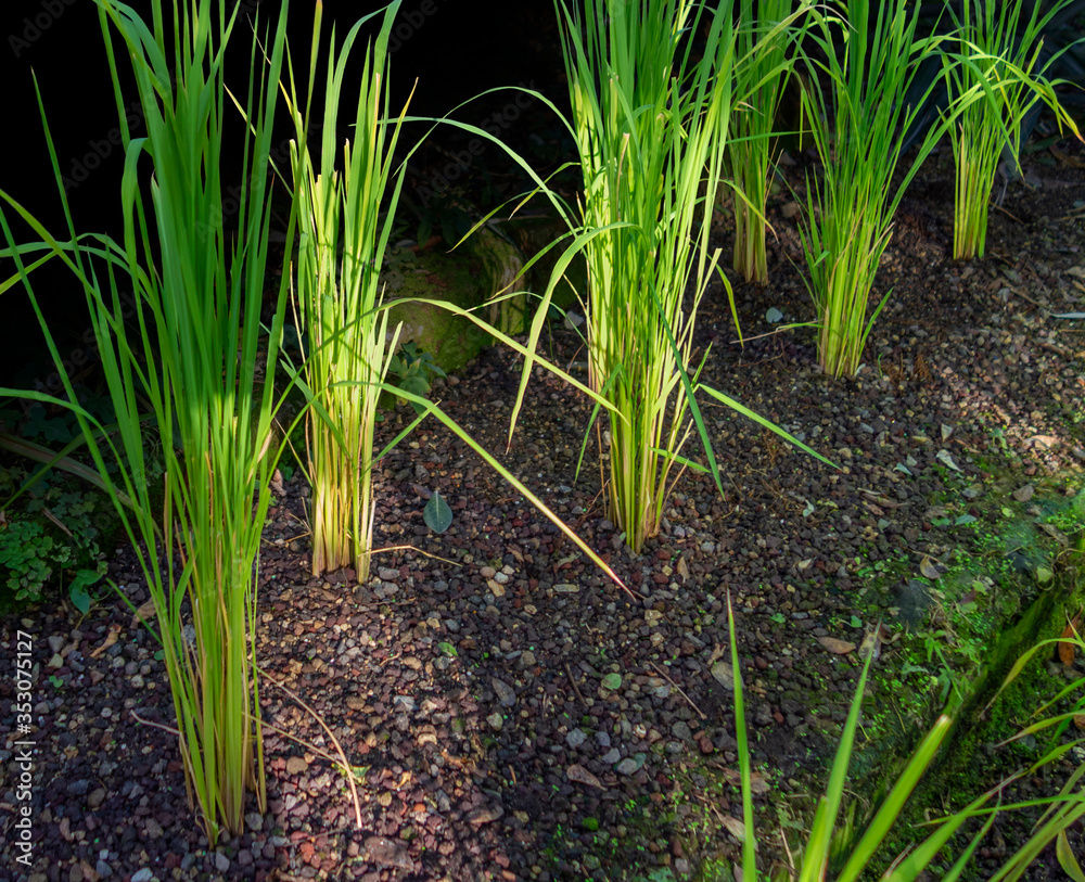 rice plants Stock Photo | Adobe Stock