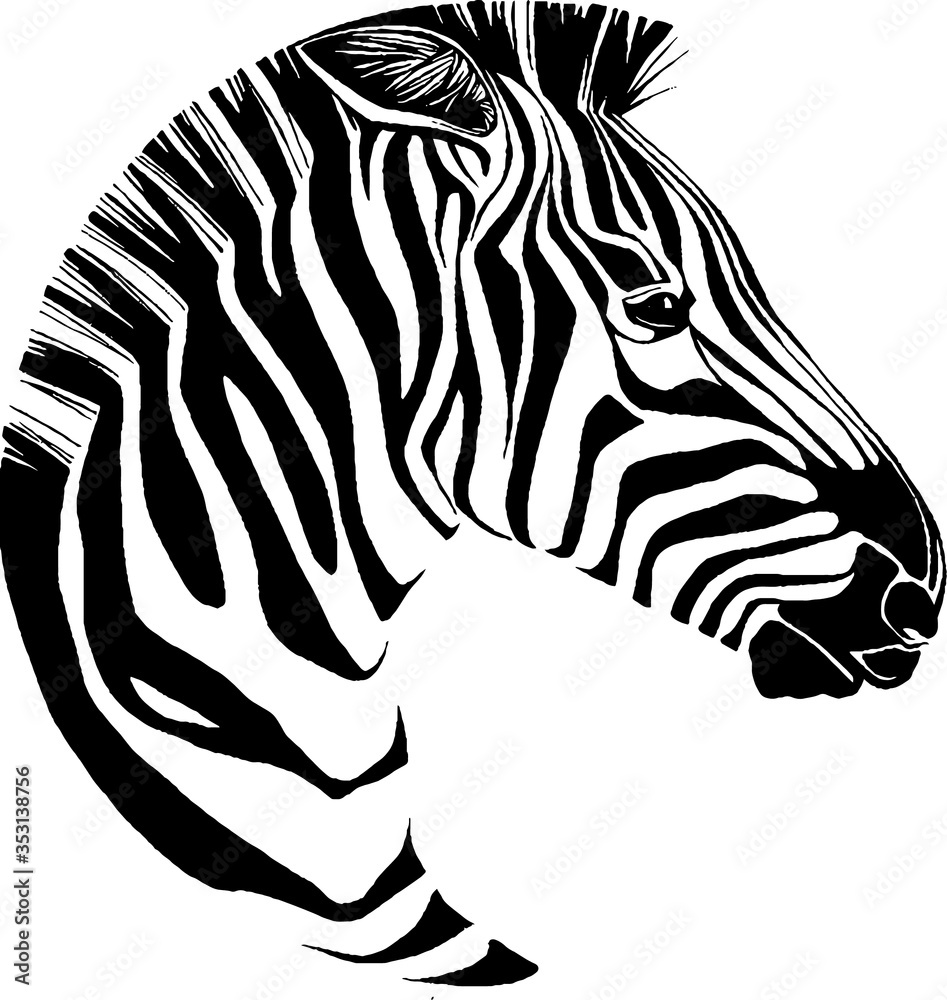 Hand drawn wild animal. Zebra. Vector isolated on a transparent ...