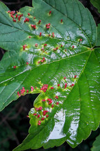 Gall Bumps On A Green Leaf Free Stock Photo - Public Domain Pictures