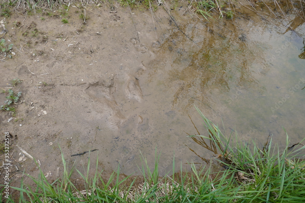 Muddy rain puddle with faintly visible toad tadpoles Stock Photo ...