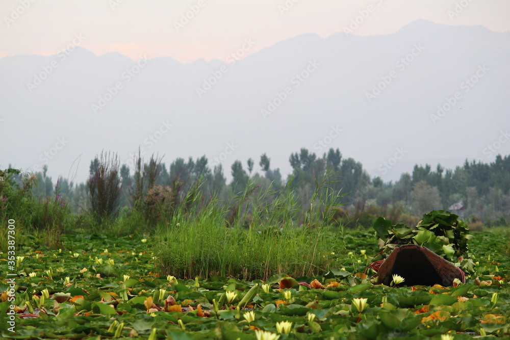Everyday life on the Dal lake in Srinagar, Jammu and Kashmir, A men ...