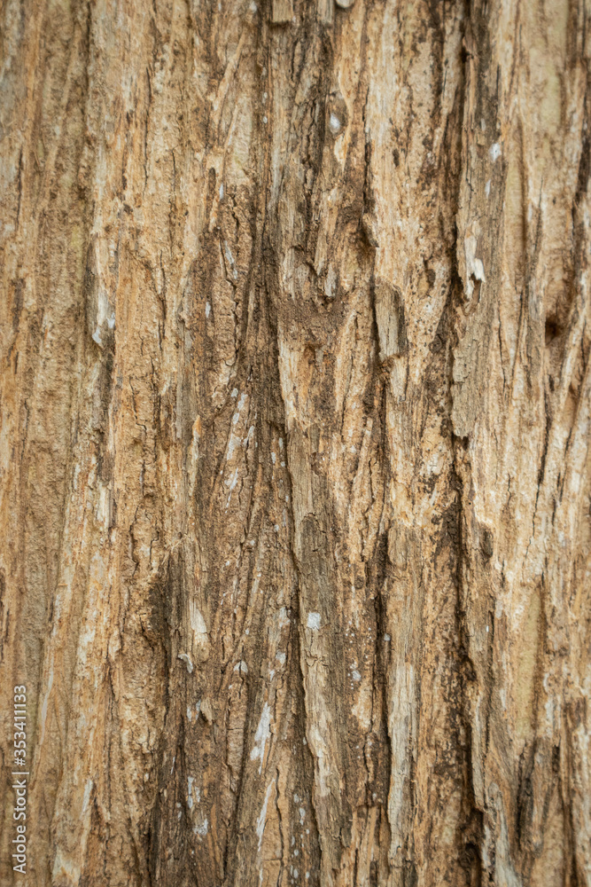 Close up the texture of the tree Beautiful hardwood bark In the ...