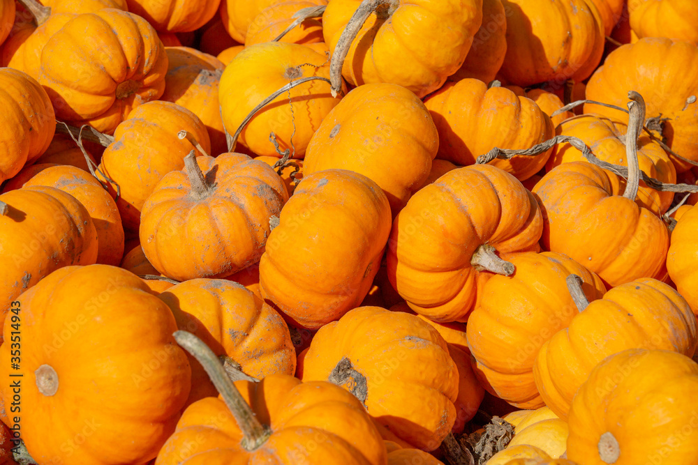 Mini pumpkins are small in size, averaging seven centimeters in ...