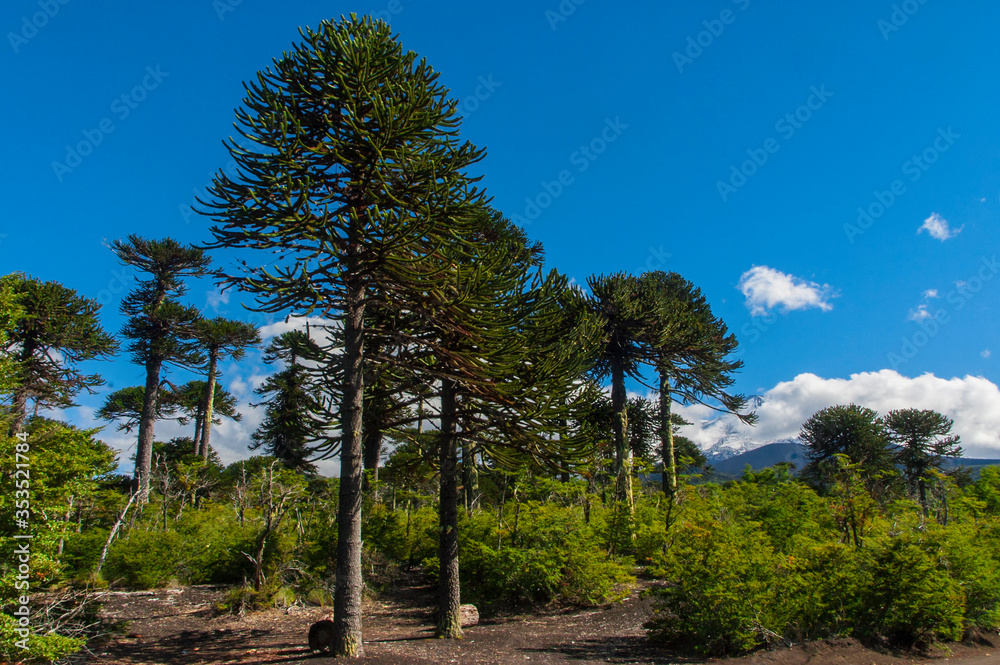 Parque nacional Conguillio Sur De Chile región de la araucanía ...