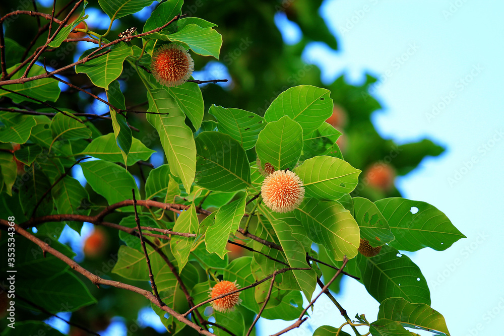 Close up Nauclea orientalis flower is a species of tree in the ...