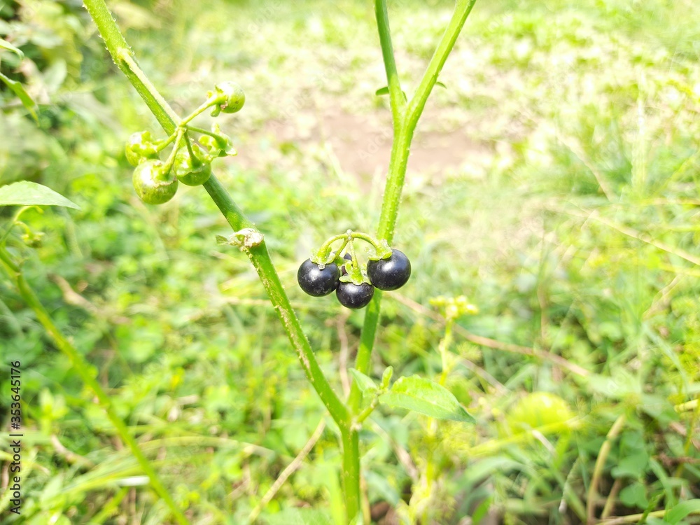 Solanum nigrum (black nightshade, duscle, garden nightshade, garden ...