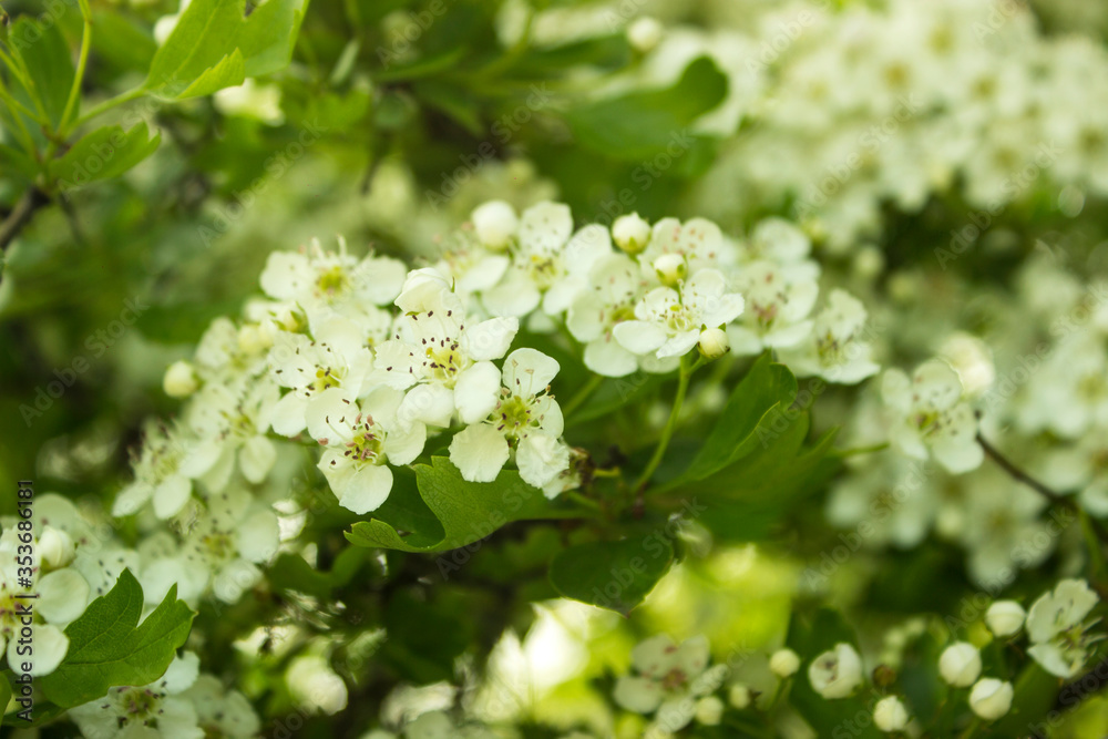 Common hawthorn branch covered with tiny white flowers. Hawthorn ...