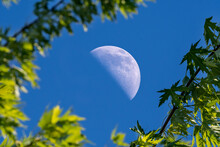 Half Moon In Daylight Free Stock Photo - Public Domain Pictures
