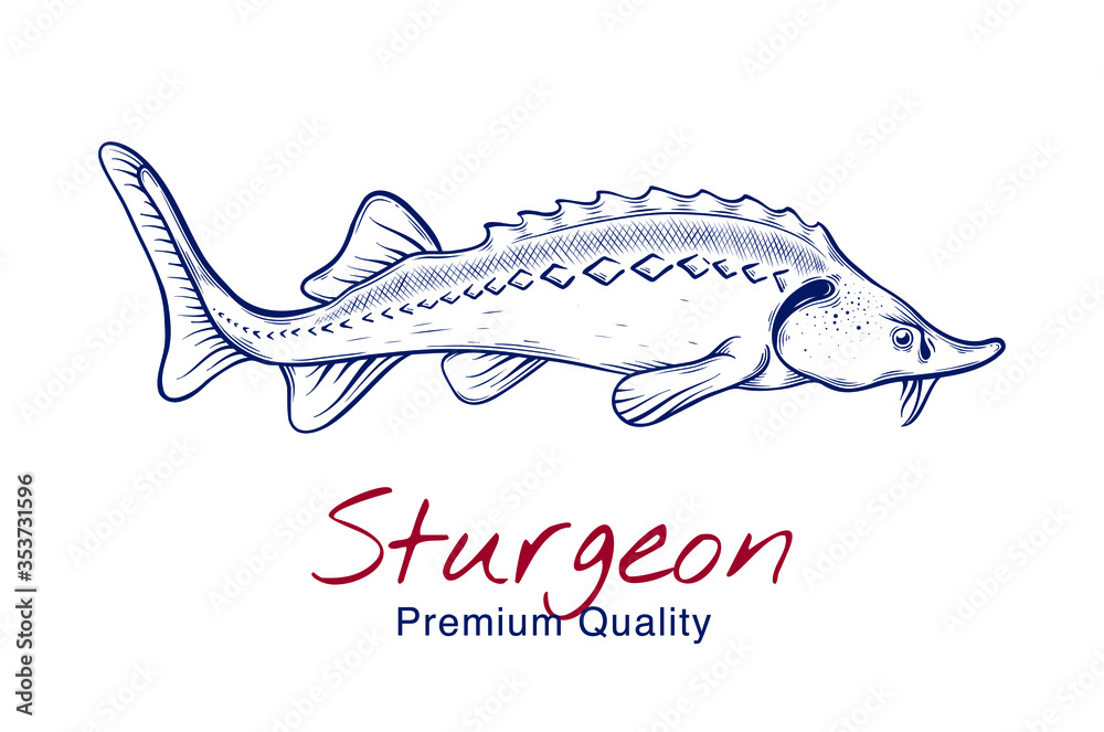 Vector sketch illustration of fresh sturgeon fish drawing isolated on ...