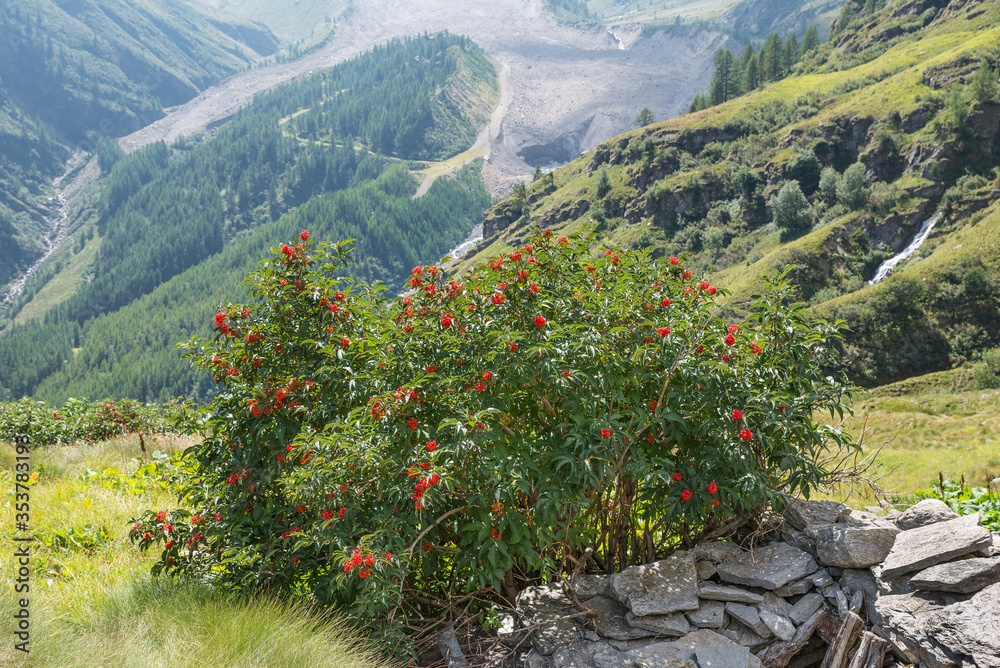 Showy small mountain tree with red berries. Sorbus aucuparia, commonly ...