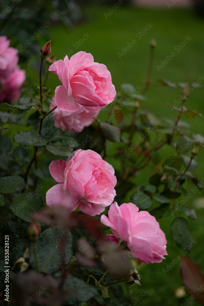 fresh pale pink blooming rose buds hybrid tea Queen Elizabeth, pink ...