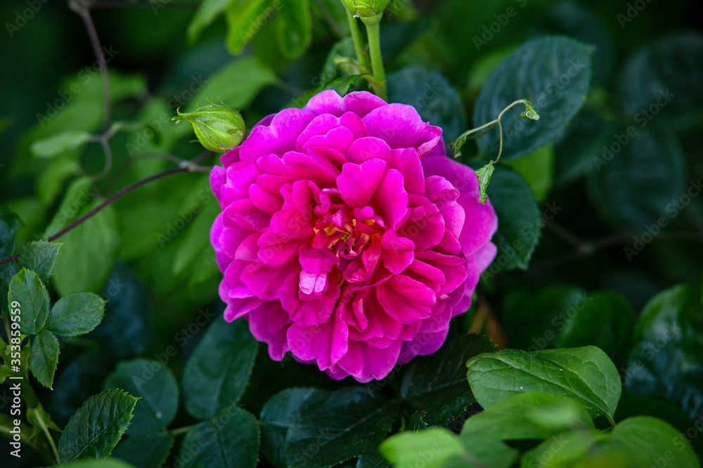 English Rosa Princess Anne David Austin Rose Bush in summer cottage ...