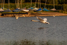 Mute Swan Bird Photo Free Stock Photo - Public Domain Pictures