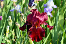 Pink And Maroon Iris Free Stock Photo - Public Domain Pictures