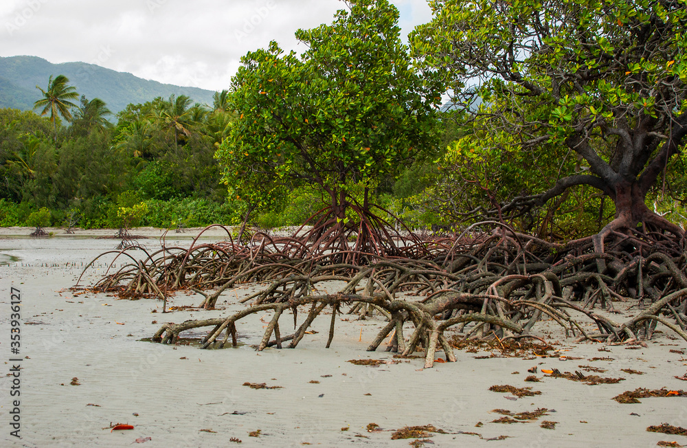 Mangroves at Cape Tribulation in Daintree national park, Australia ...