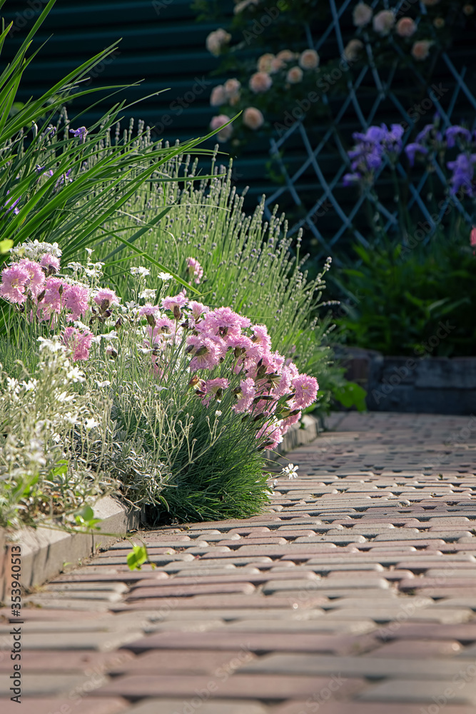 Beautiful bush of fascia cloves that grows along the path in the garden ...