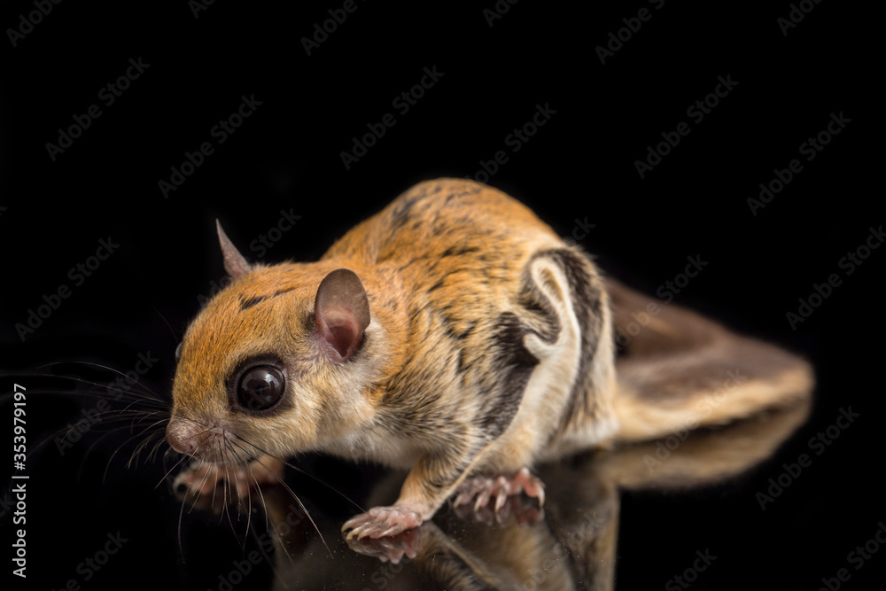 The Javanese flying squirrel (Iomys horsfieldii) is a species of rodent ...
