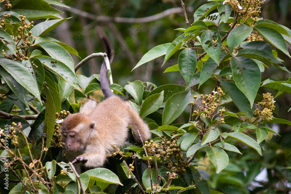 Macaque monkey stretching to pick some fruits from a tree in the wild. Long tail macaque. Bako ...