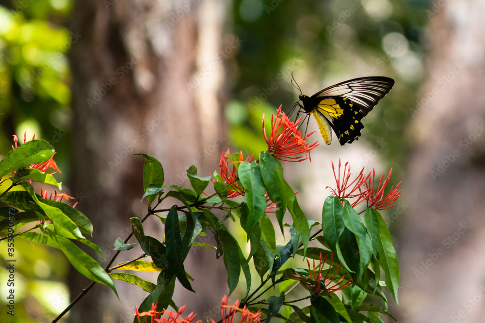Borneo Birdwing female butterfly. Rare Borneo endemic butterfly posed ...