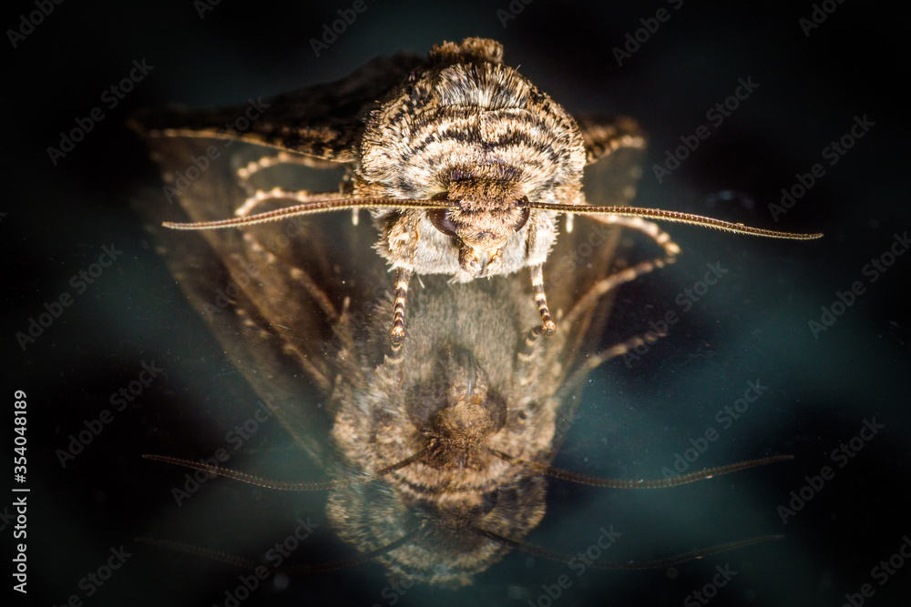 ladybug, insect, fly, wildlife, animals, butterfly, wing, bug, spider ...
