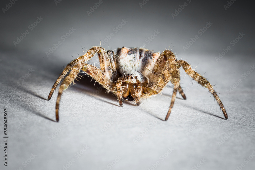 ladybug, insect, fly, wildlife, animals, butterfly, wing, bug, spider ...