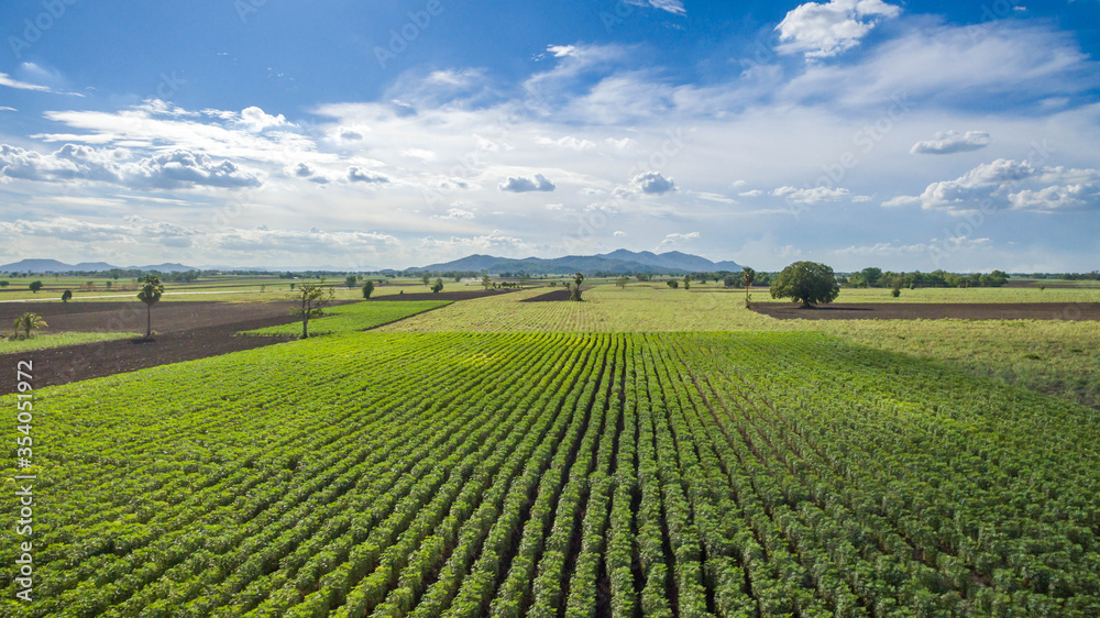 Aerial view Rows of cassava in farm pattern. Copy space for background ...