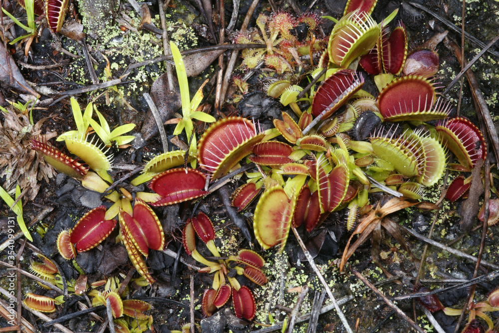 Plants of the carnivorous Venus Flytrap, Dionaea muscipula, in their ...