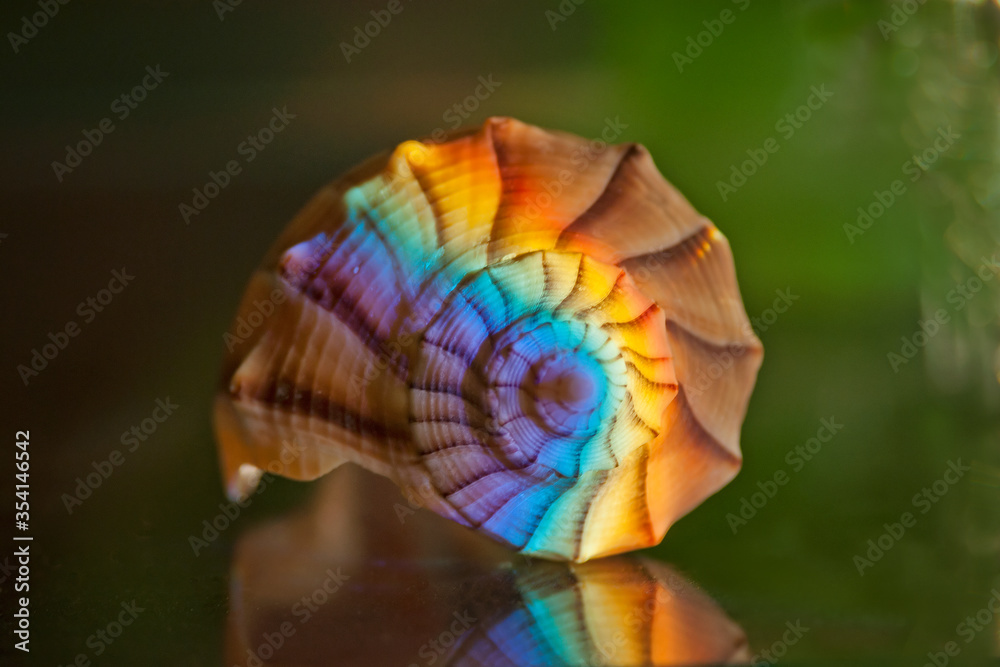 Rainbow of Light on Lightning Whelk Seashell Stock Photo | Adobe Stock