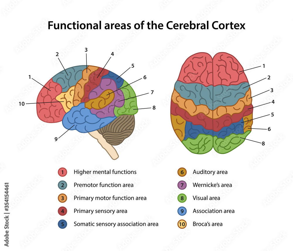 Functional areas of the Cerebral Cortex with label | WallsHeaven | Olga