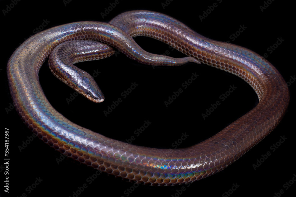 Xenopeltis unicolor. Common names: sunbeam snake is a non-venomous ...