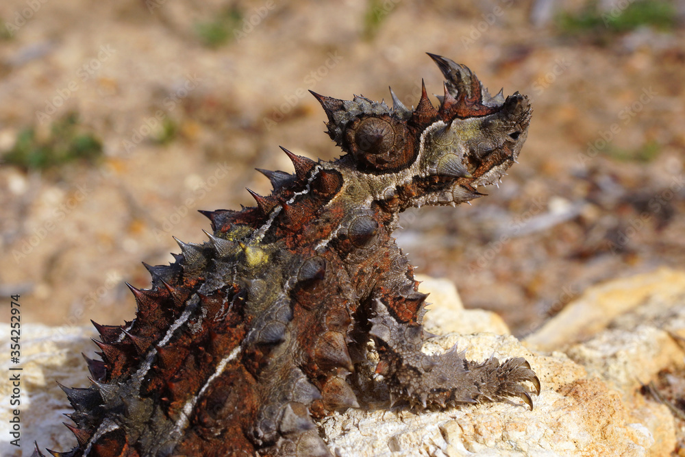 Thorny devil, Moloch horridus, ant-eating lizard in Western Australia ...