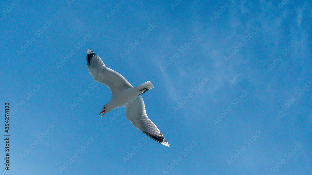 seagull is flying on the blue sky. clearly see the wings, feather, legs ...