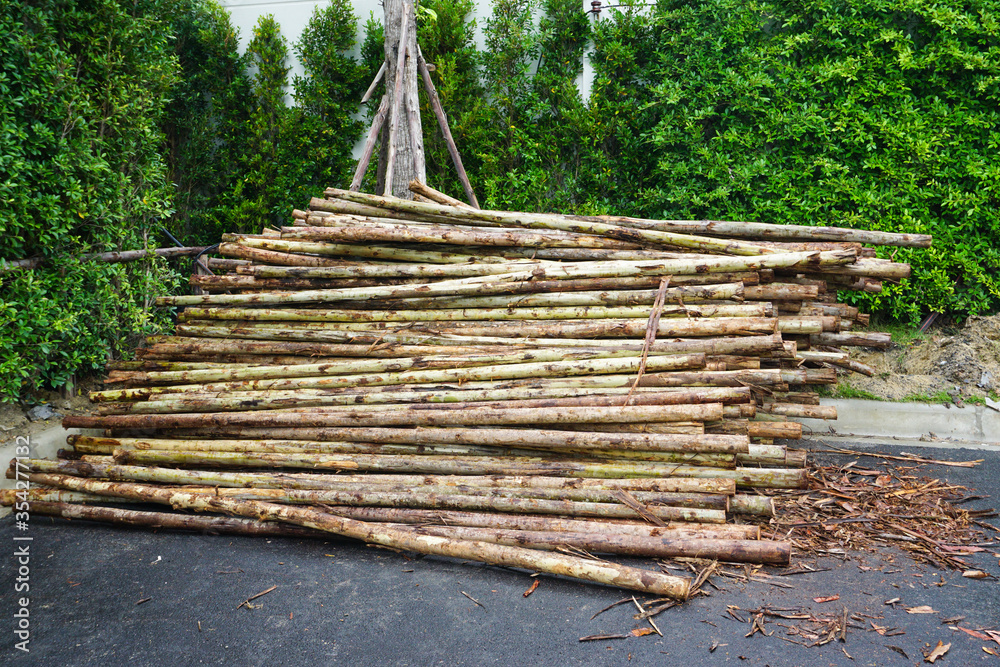 Eucalyptus trees are cut into pieces to Bracing preventing falling ...
