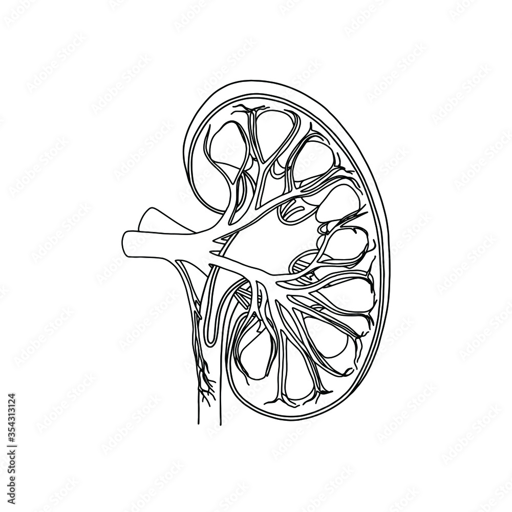 Vector, anatomical Kidney. Realistic, outline illustration isolated on ...