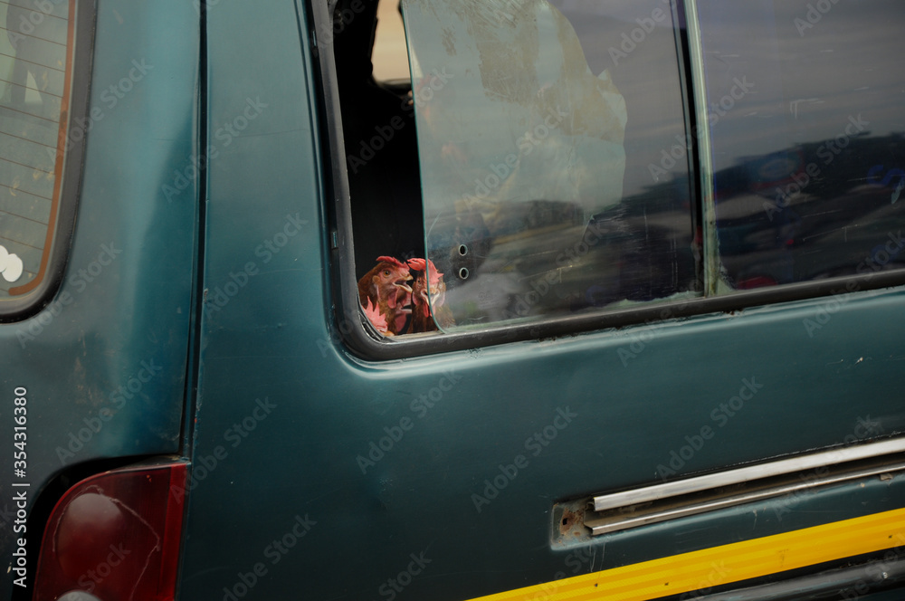 Ghanaian farmer transports his chickens in his car (chicken looks out ...