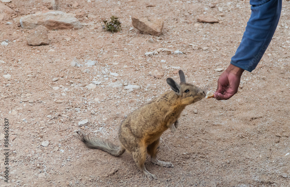 Rabbit animal in Bolivia. Viscacha breed. Cute, furry, brown bunny ...