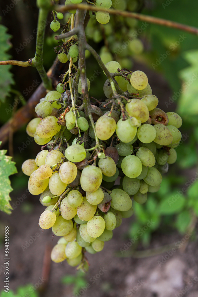 Leaves and fruits of green grapes with spots and bloom. Mildew and oidium grape. Primary signs ...
