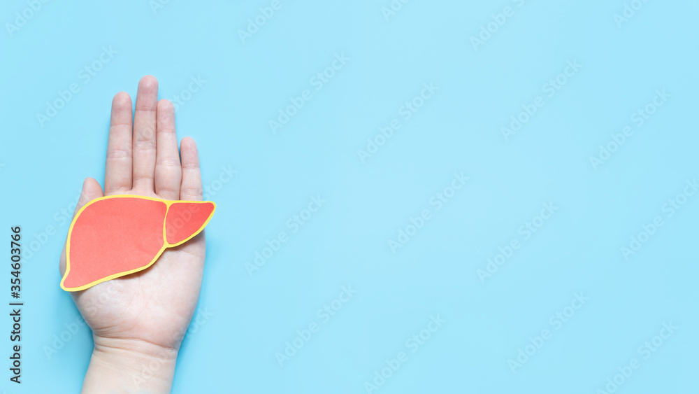 Healthy liver. Human hand holding liver symbol on light blue background ...