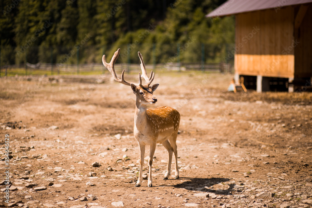 Cute spotted fallow deer is ruminant mammal belonging to the family ...