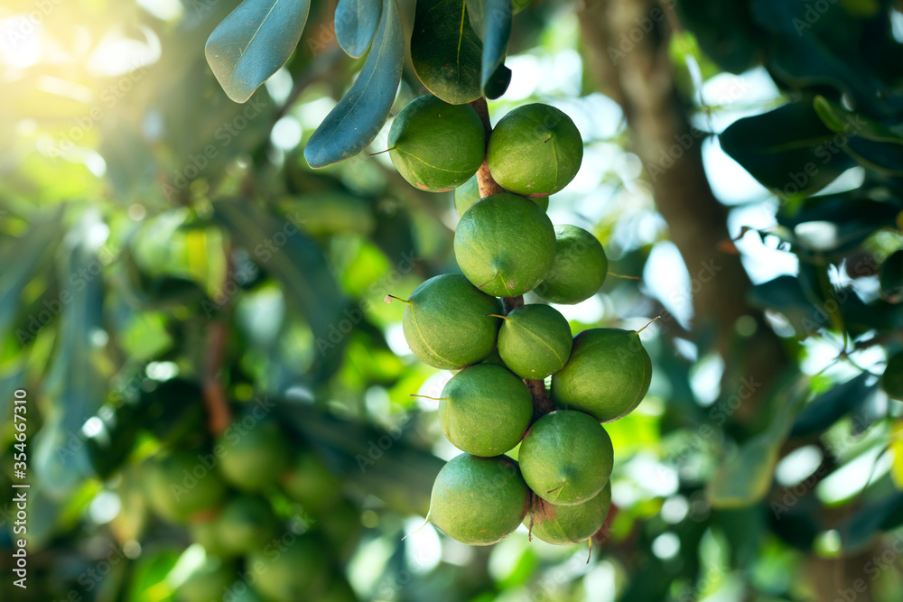 Raw of Macadamia integrifolia or Macadamia nut hanging on plant Stock ...