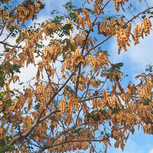White Tree Seeds In Seedpods Free Stock Photo - Public Domain Pictures