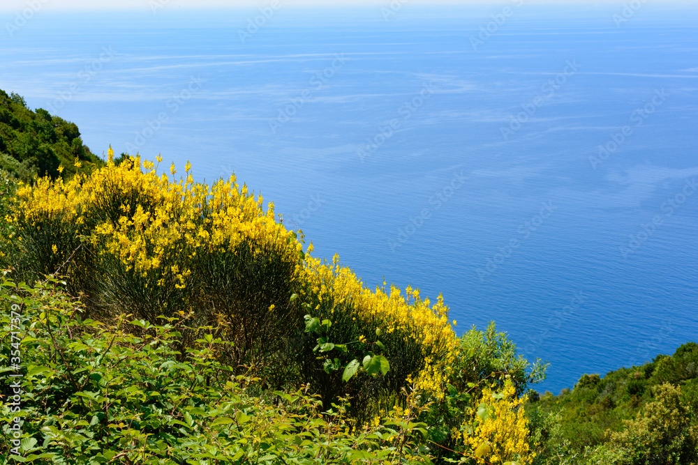 Photo Stock Ginestra in fiore su un sentiero delle Cinque terre (Liguria, Italia) con il mare ...