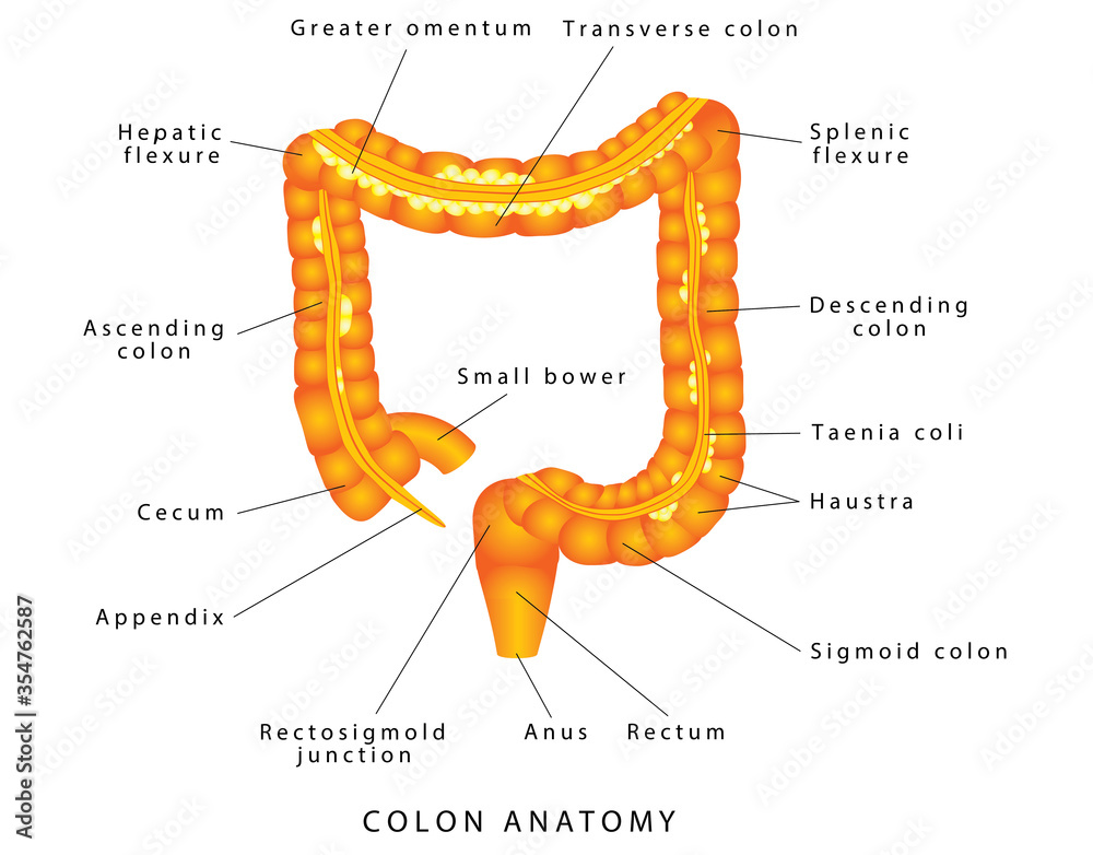 Large intestine. Anatomy of the Large Intestine. Medical Illustration ...