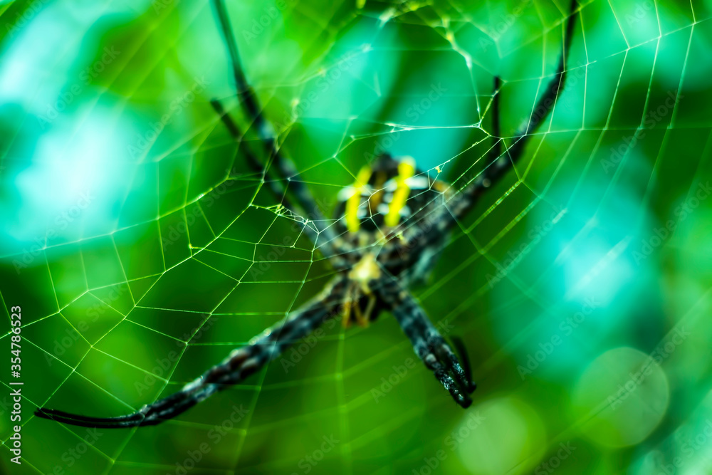 Foto de Stock Spiders are a type of animal with booklets (arthropods ...