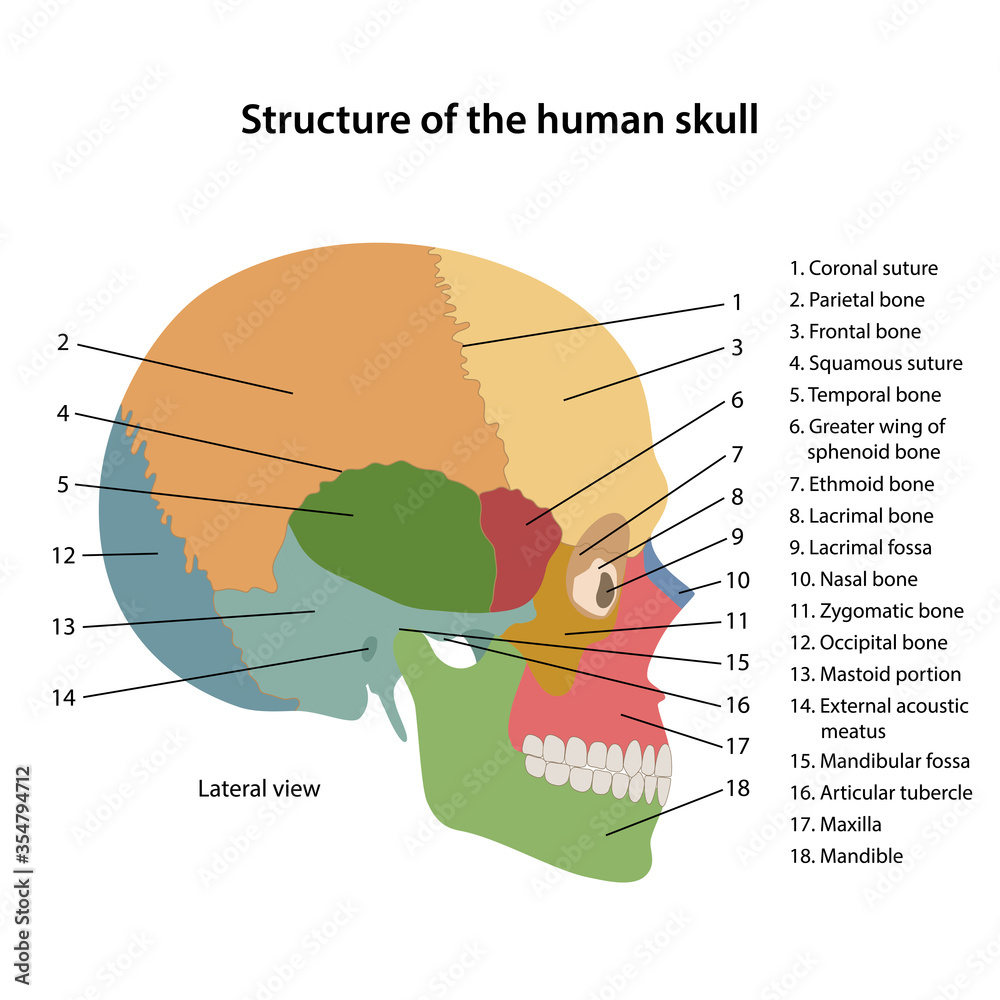 Structure of the human skull with main parts colored and labeled ...