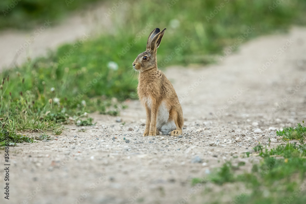 Leveret or young hare, (Scientific name: Lepus Europaeus) sat alert and ...