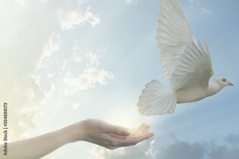 Pair of hand releasing white pigeon bird freedom wings flying on blue ...