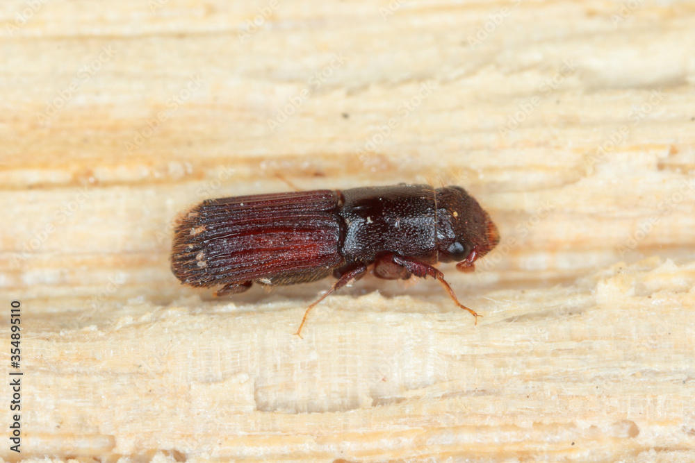 Male of Platypus cylindrus, commonly known as the oak pinhole borer, is ...