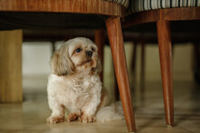 Dog Under Table Free Stock Photo - Public Domain Pictures