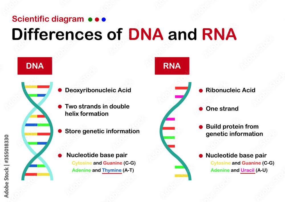 Diagrama De Dna E Rna Venn